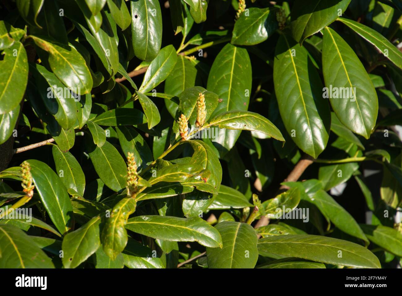 evergreen shrub of common laurel or Prunus laurocerasus in early spring ...