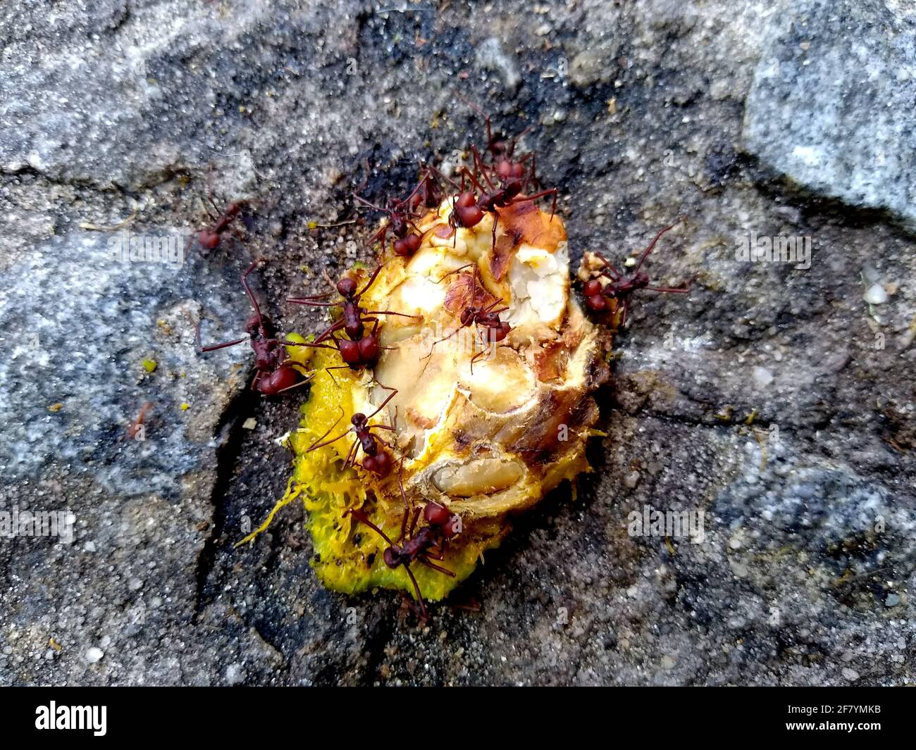 Fungus garden leaf cutter ants hi-res stock photography and images - Alamy