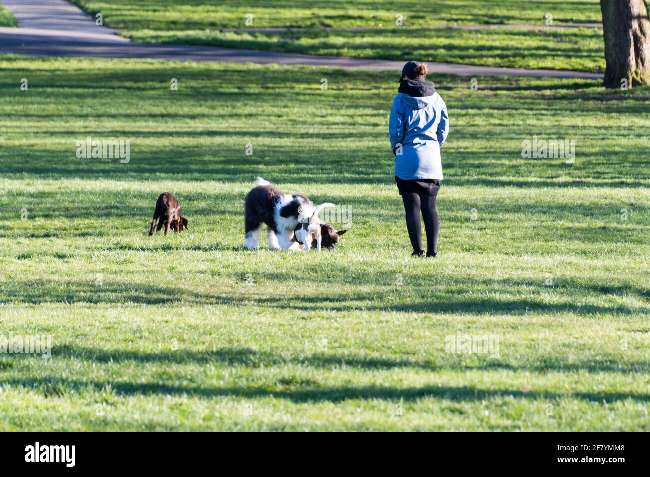Looking after dog hi-res stock photography and images - Alamy