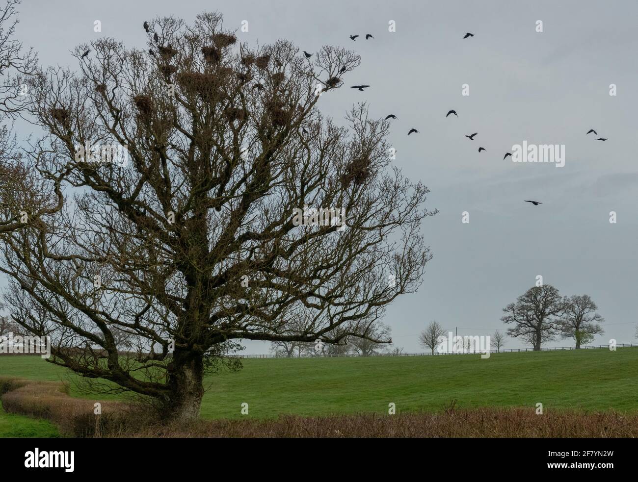 Rooks - returning from feeding - in rookery in single old oak, on the ...