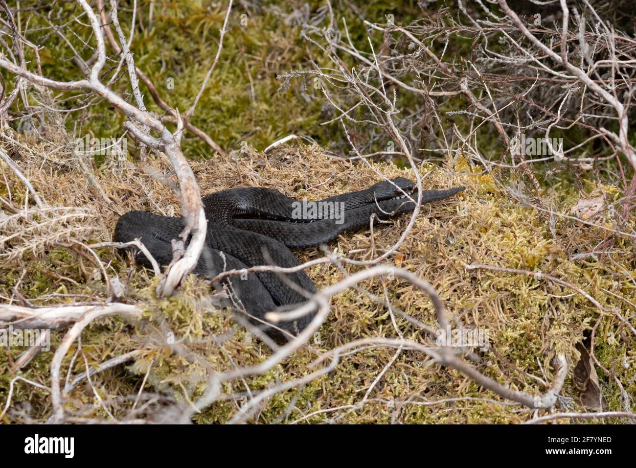 Melanistic adder (Vipera berus) snake in Hampshire, UK Stock Photo - Alamy