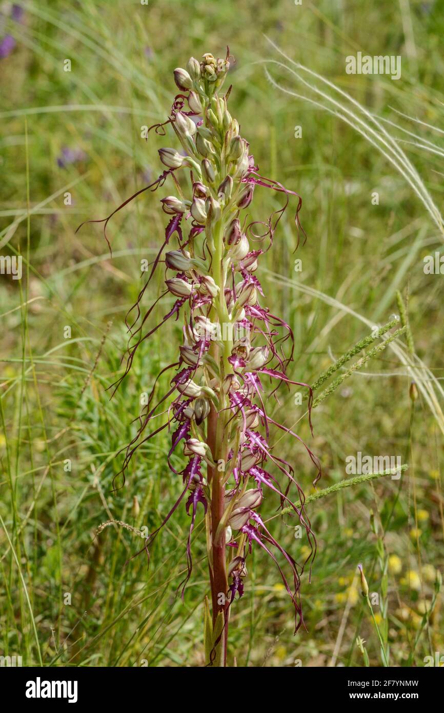Hircinum himantoglossum hi-res stock photography and images - Alamy