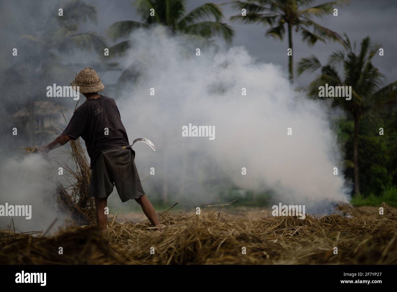 Back view of a farmer burning straw to prepare to plow and sow rice ...