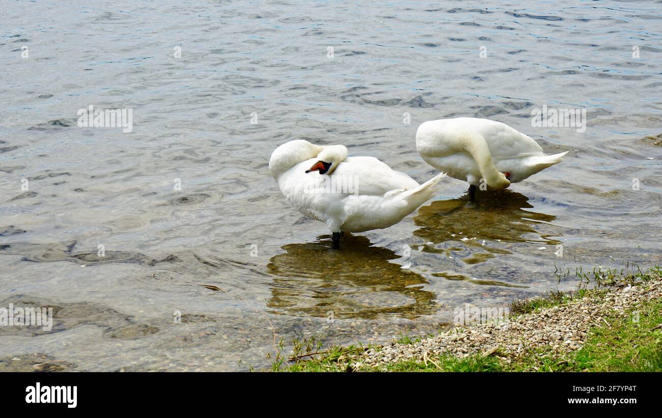 Two swans on lakeside are standing in water and cleaning their feather ...