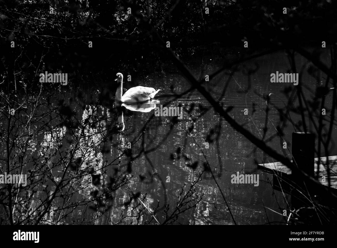 Sad swan hi-res stock photography and images - Alamy