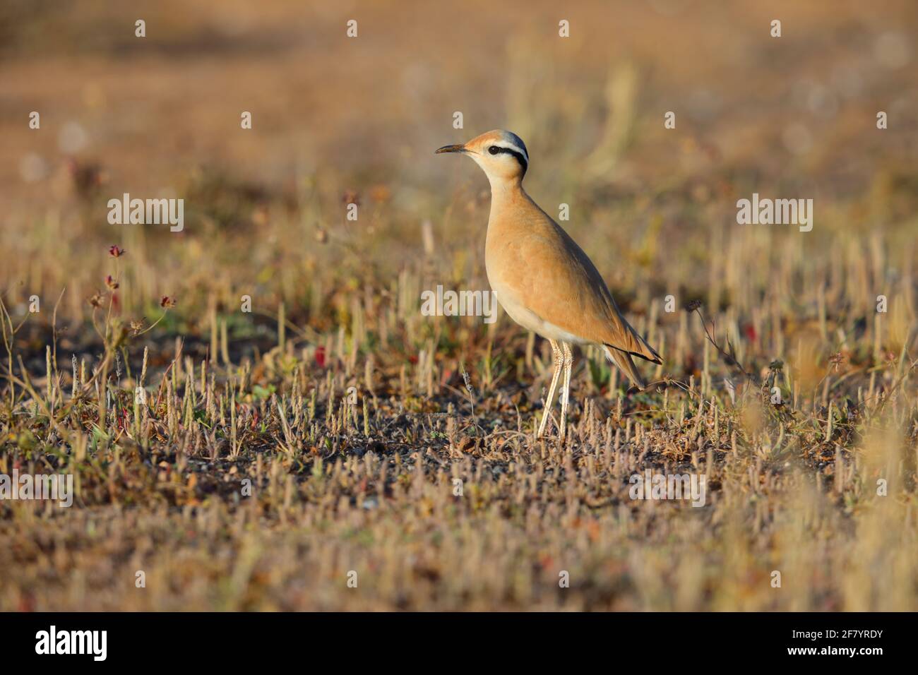 An adult Cream-coloured Courser (Cursorius cursor) on stony desert on ...