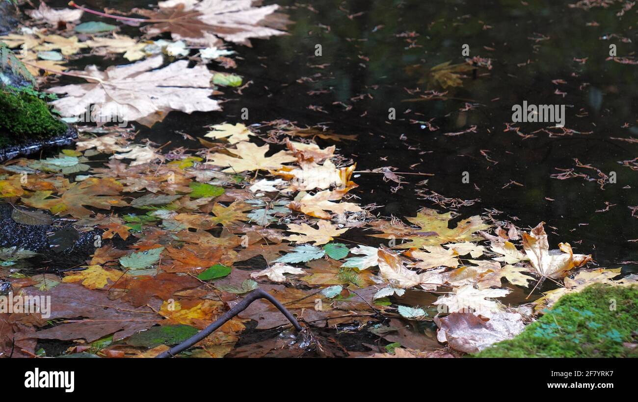 Fallen maple leaves floating on water of small pond in Capilano ...