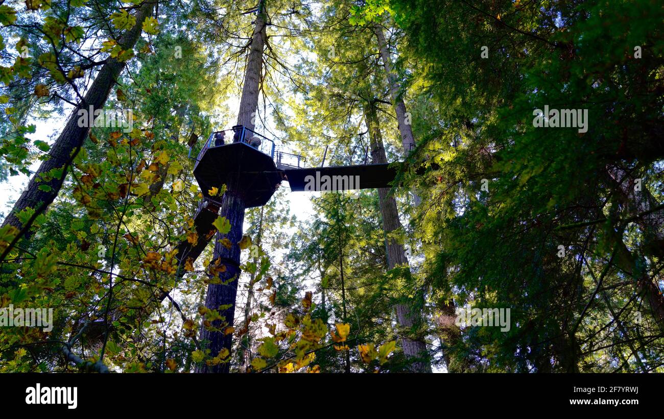 The sky bridge made of wood surrounded by tall trees, in Capilano ...