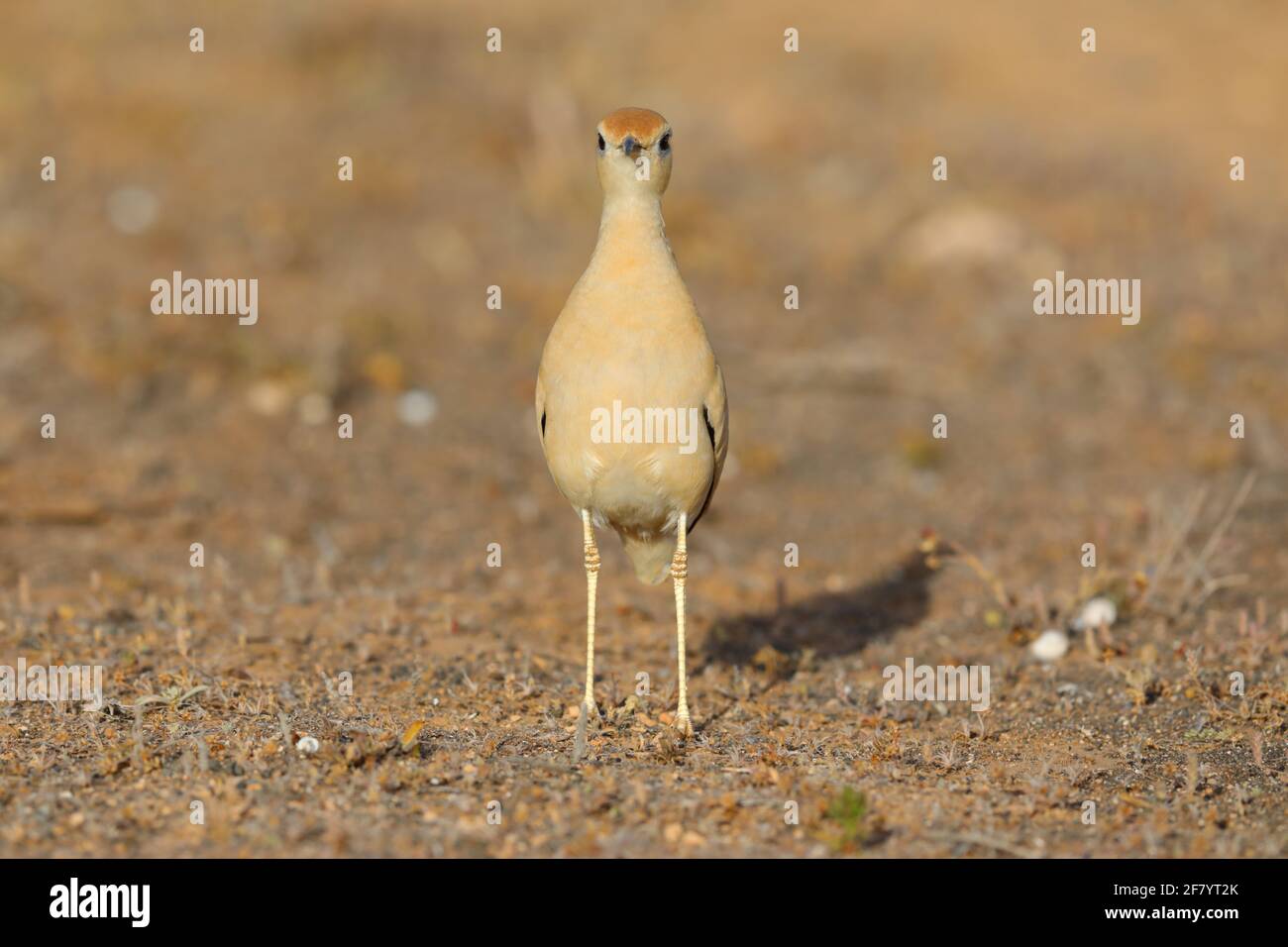 An adult Cream-coloured Courser (Cursorius cursor) on stony desert on ...