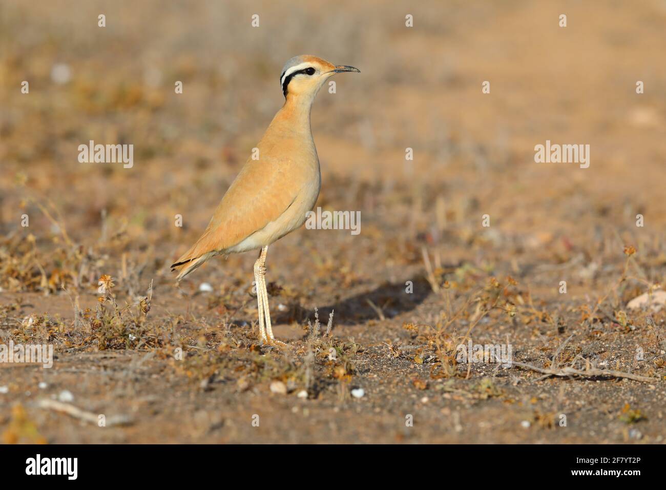 An adult Cream-coloured Courser (Cursorius cursor) on stony desert on ...