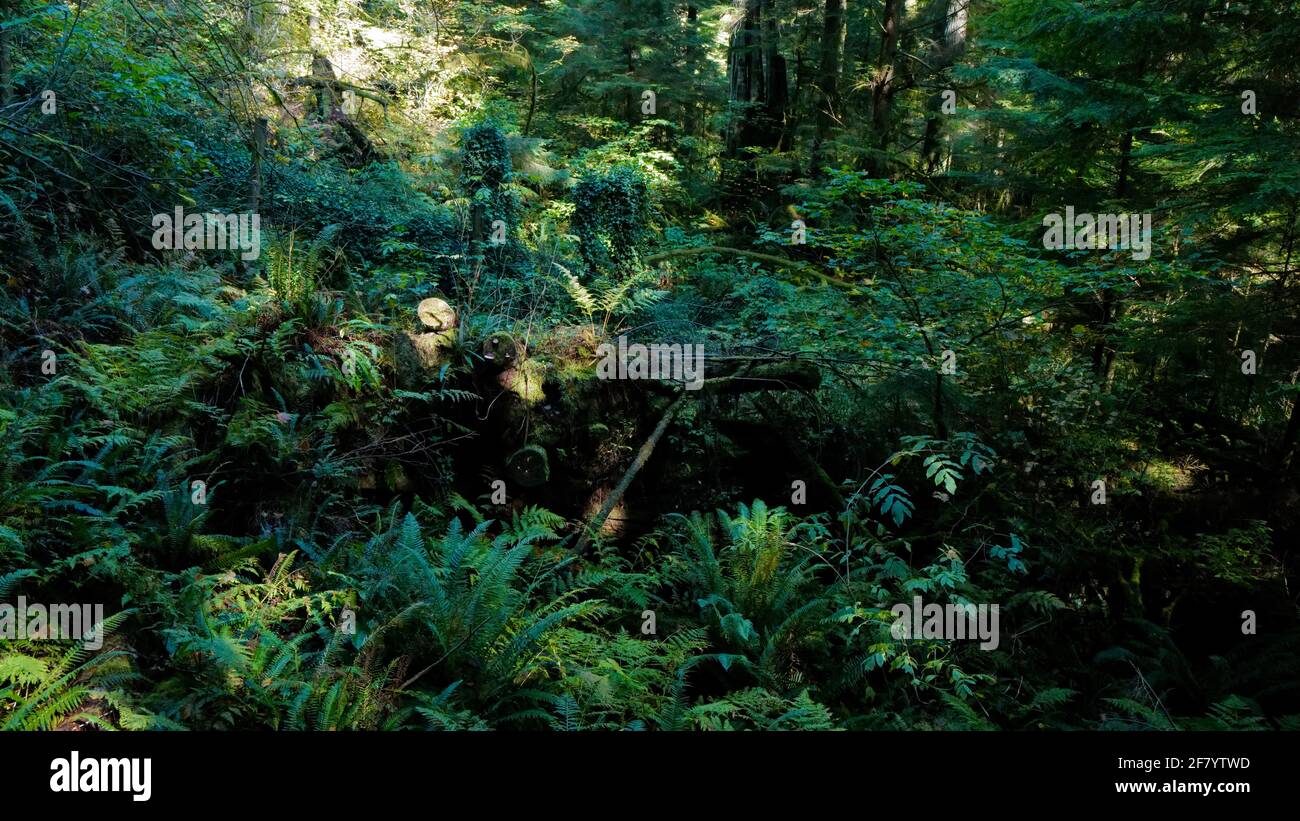 Grasses growing on ground of dense forest surrounded by green trees, in ...