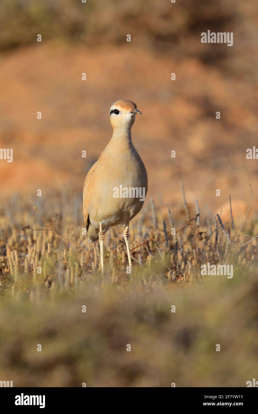 An adult Cream-coloured Courser (Cursorius cursor) on stony desert on ...