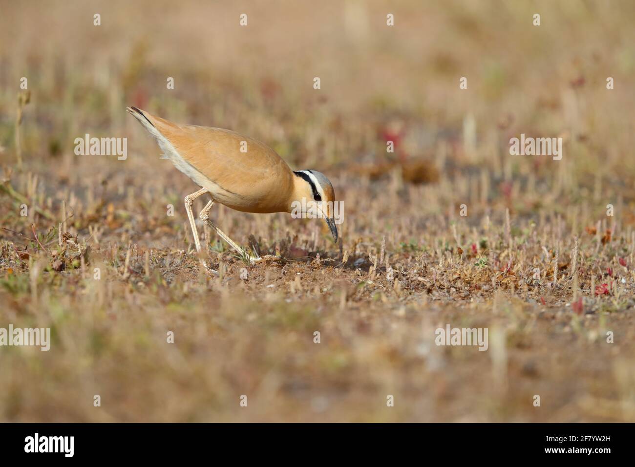 An adult Cream-coloured Courser (Cursorius cursor) on stony desert on ...