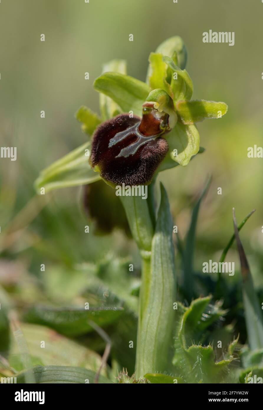 Early spider-orchid, Ophrys sphegodes, growing in limestone grassland ...