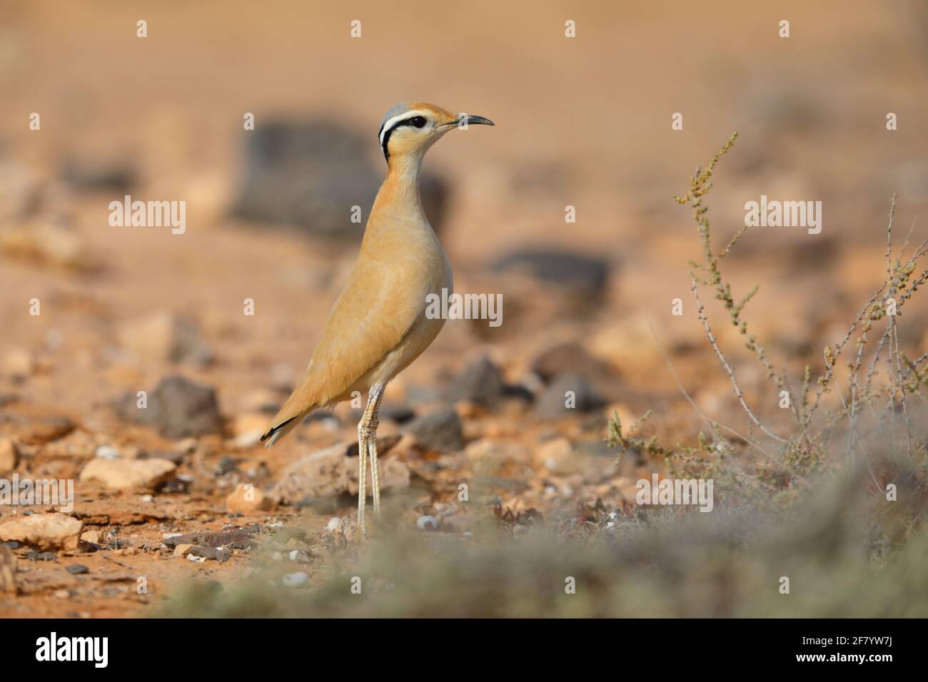An adult Cream-coloured Courser (Cursorius cursor) on stony desert on ...