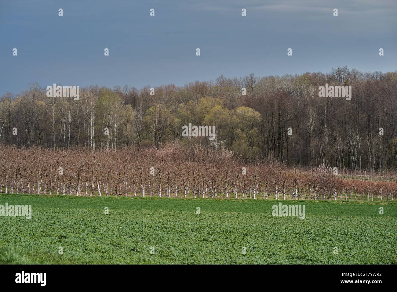 Early spring rural lower silesian landscape with blooming trees and ...