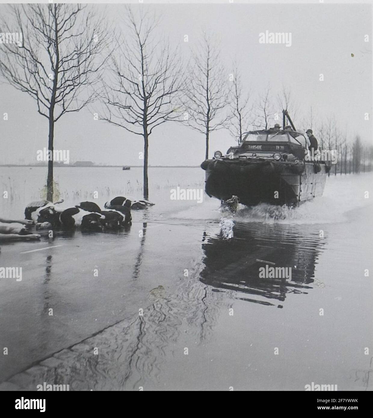 Watersnoodramp 1953. At the gathering place of drowned cattle on the ...