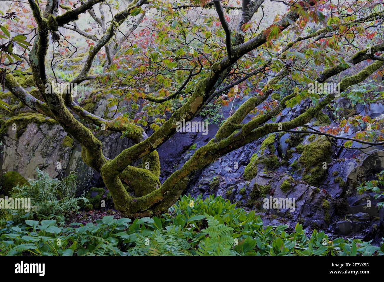 Fernbrake hi-res stock photography and images - Alamy