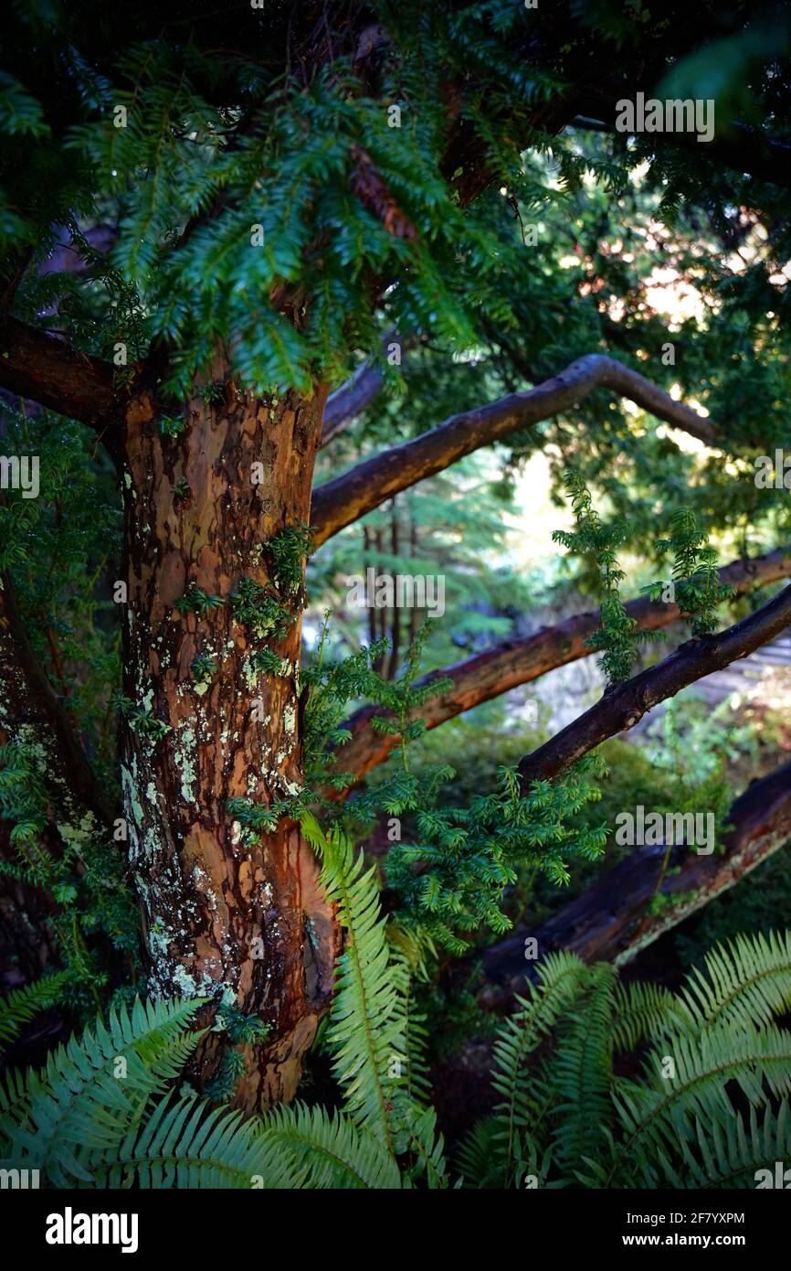 Mosses are growing on cedar tree branches with green fernbrake leaves ...