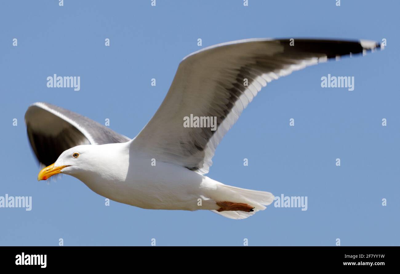 Western Gull breeding adult in-flight. Monterey County, California, USA ...