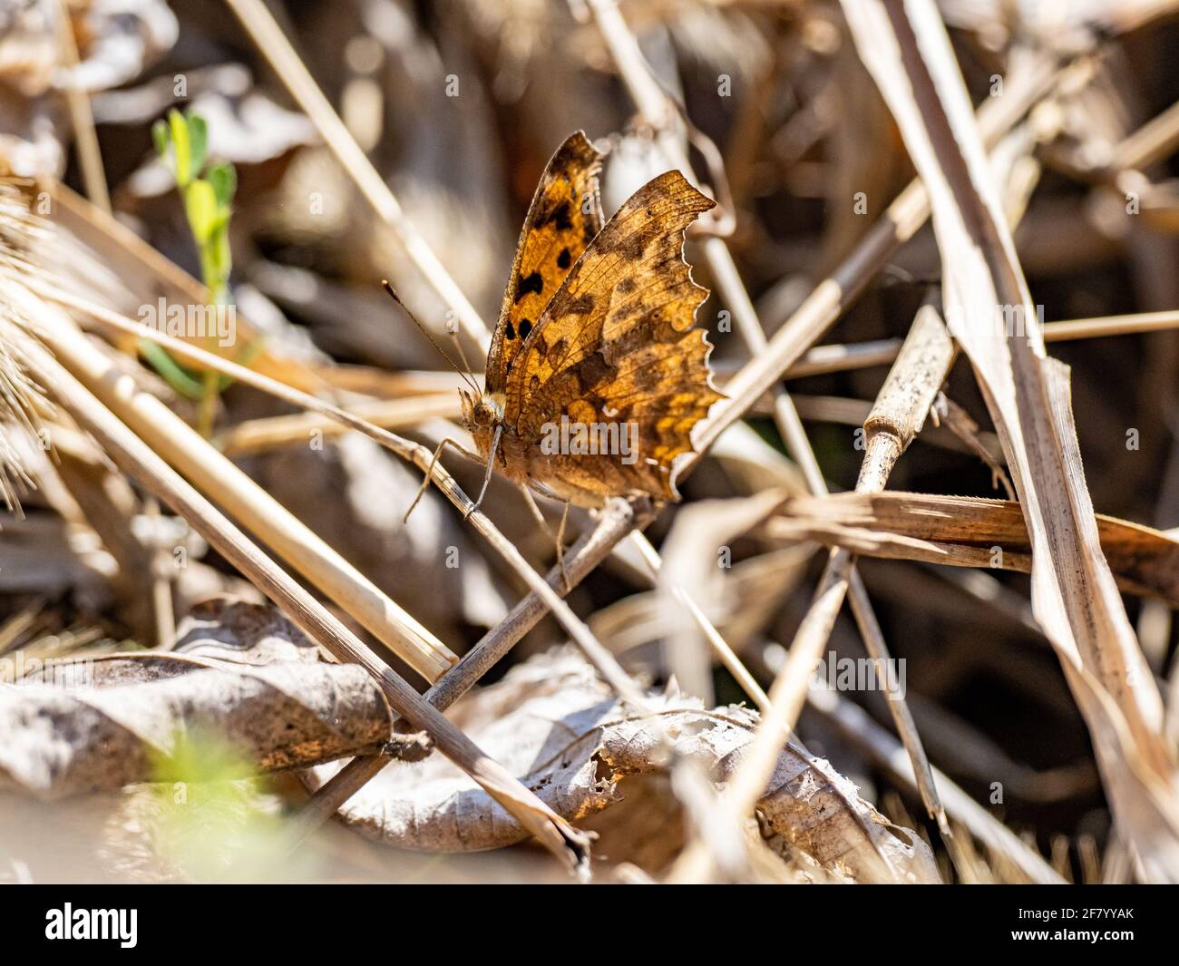 Asian comma hi-res stock photography and images - Alamy
