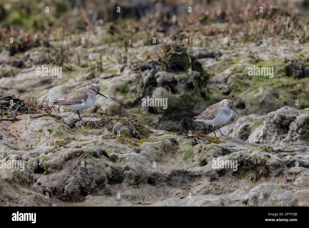 Group of Dunlin, Calidris alpina, waiting on eroded saltmarsh edge by ...