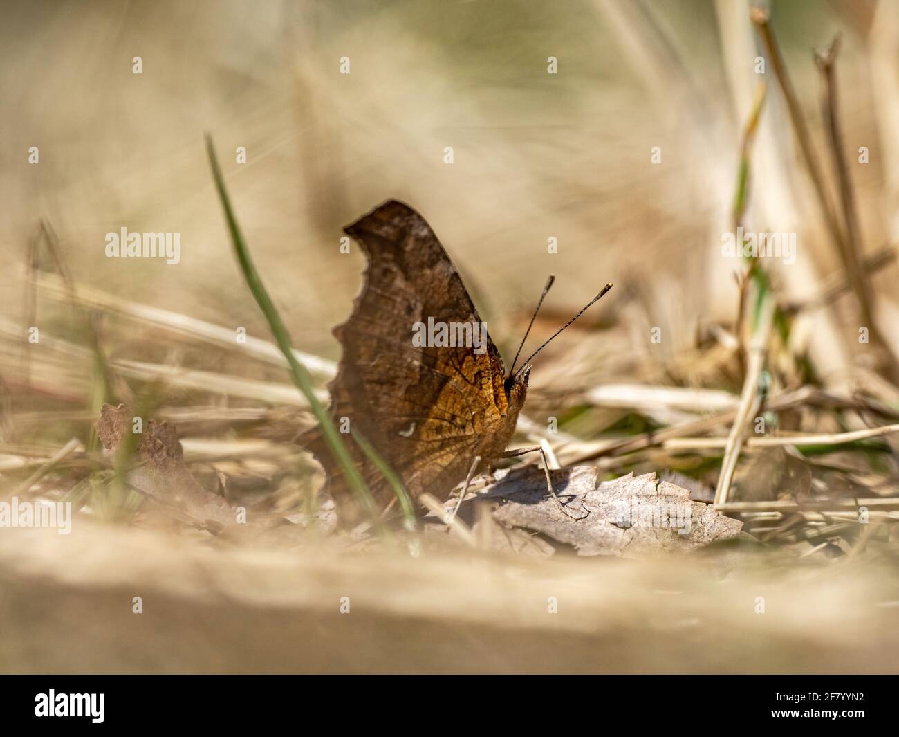 Asian comma hi-res stock photography and images - Alamy