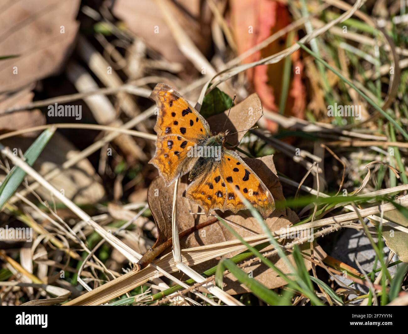 Asian Comma High Resolution Stock Photography and Images - Alamy