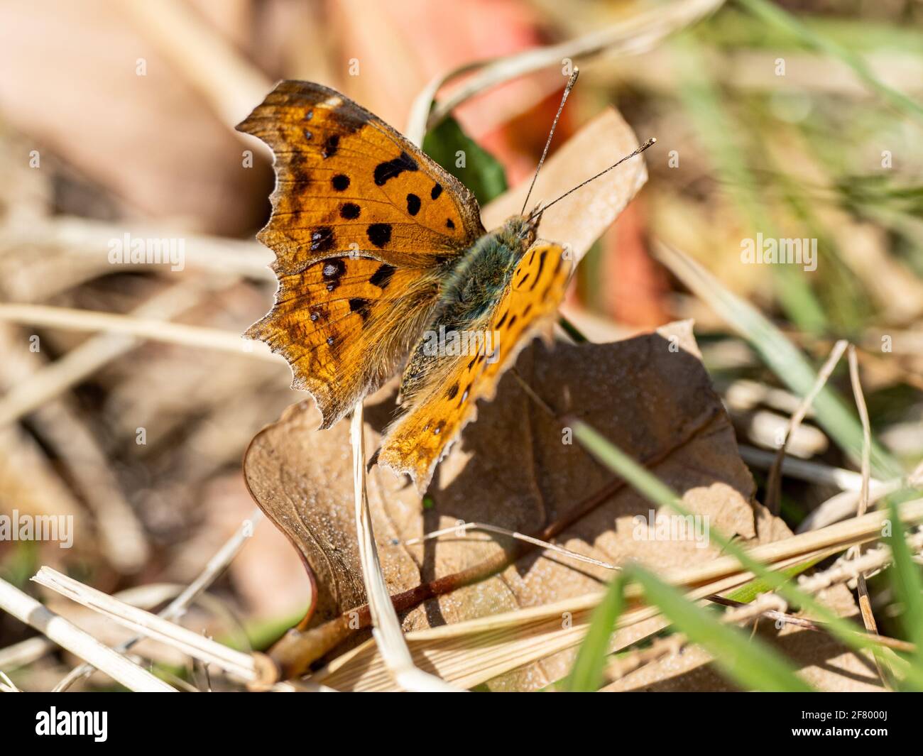 Asian comma hi-res stock photography and images - Alamy