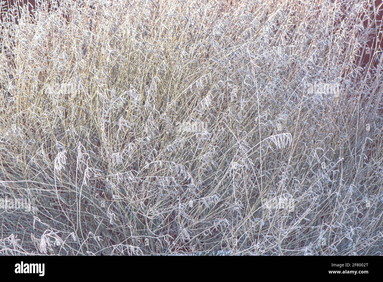 Bumps of snow hi-res stock photography and images - Alamy