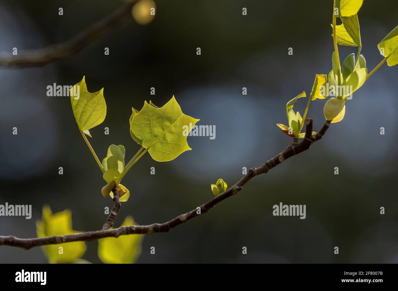 Young emerging leaves of Tulip tree, Liriodendron tulipifera, in spring ...