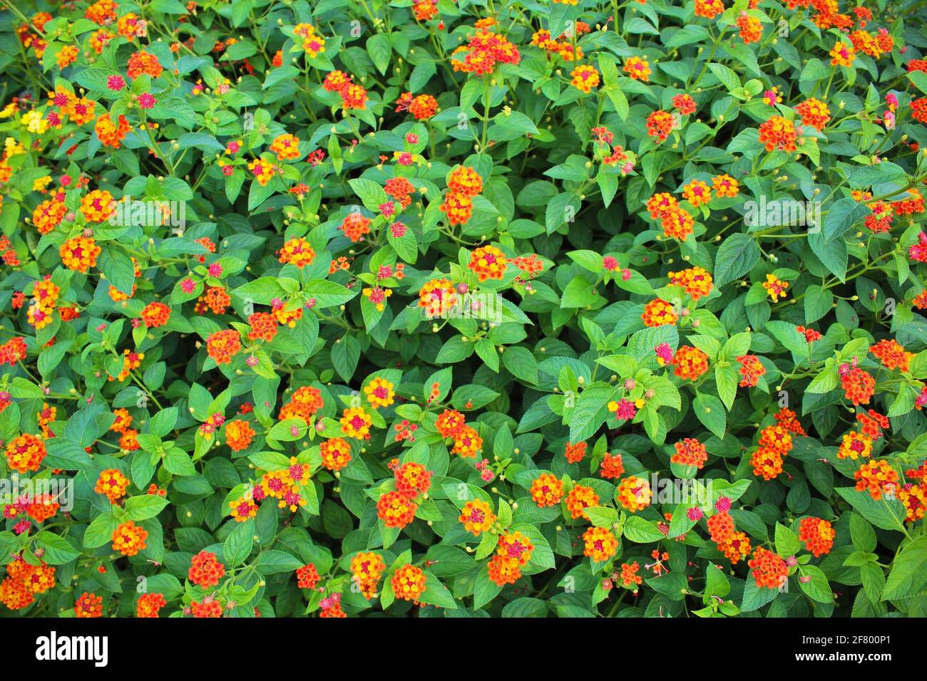 Beautiful view of orange Lantana Camara flowers in the garden Stock Photo - Alamy