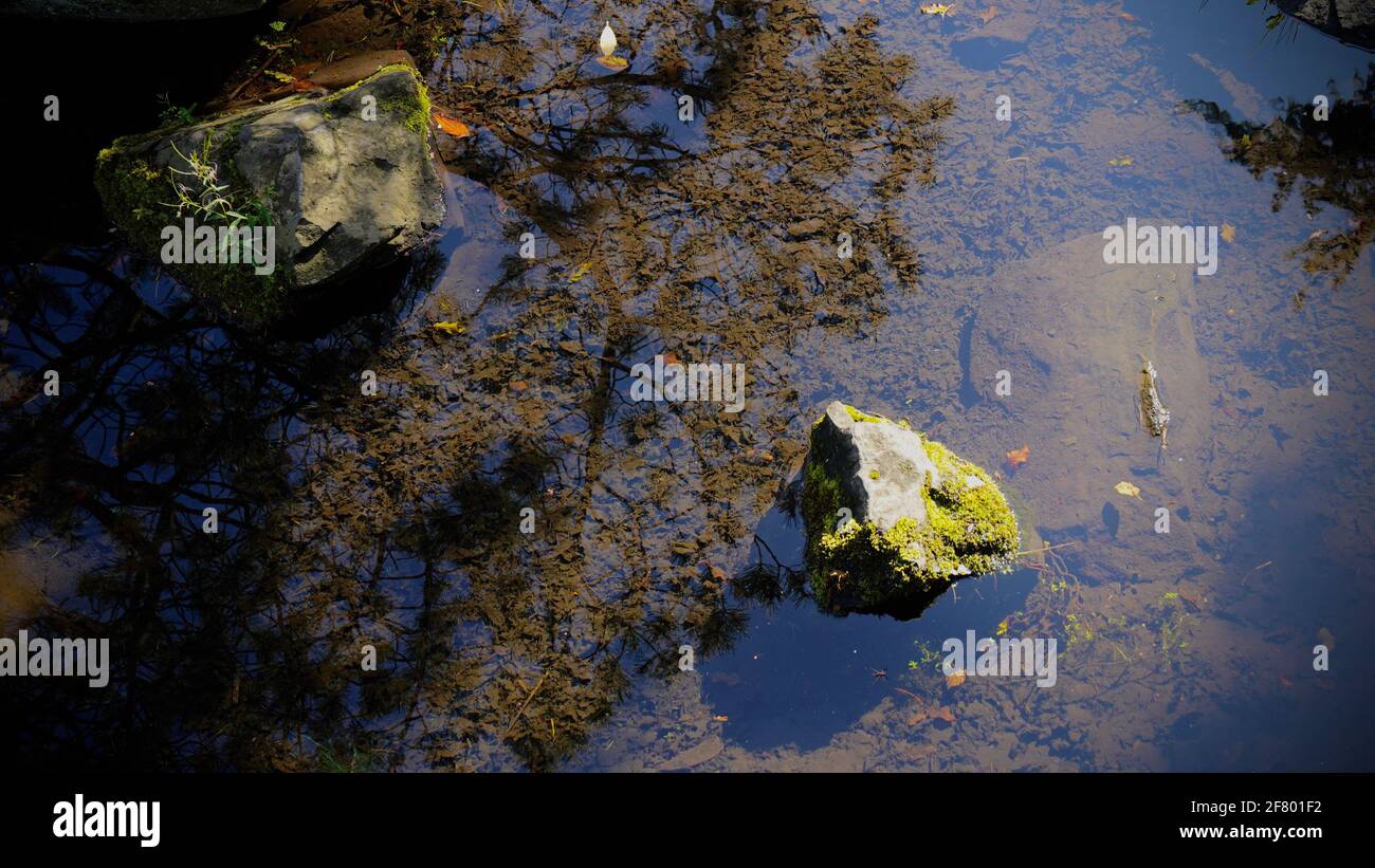 Rocks in a pond with reflection of tree branches and sky on water, in ...
