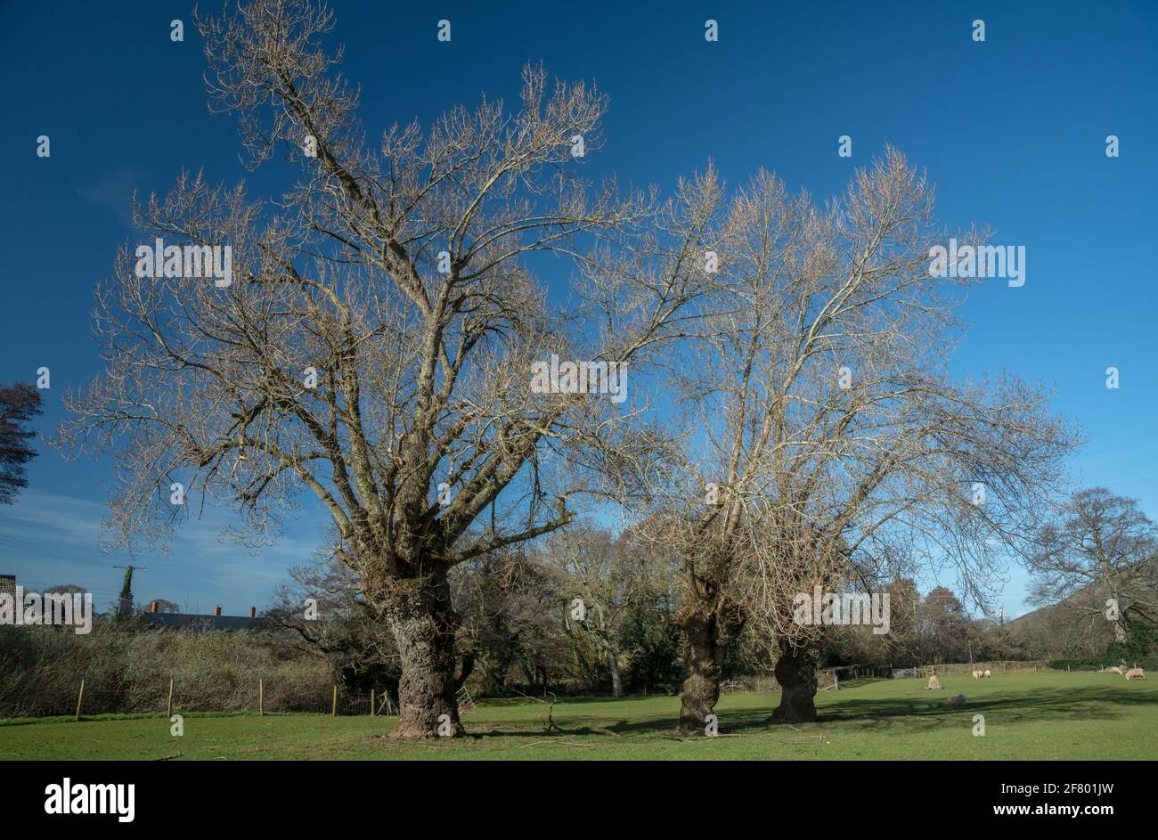 Native Black poplar, Populus nigra subsp. betulifolia, growing on flood ...