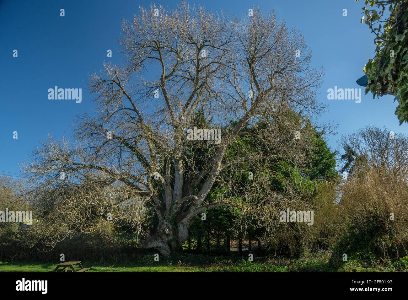 Native Black poplar, Populus nigra subsp. betulifolia, growing on flood ...