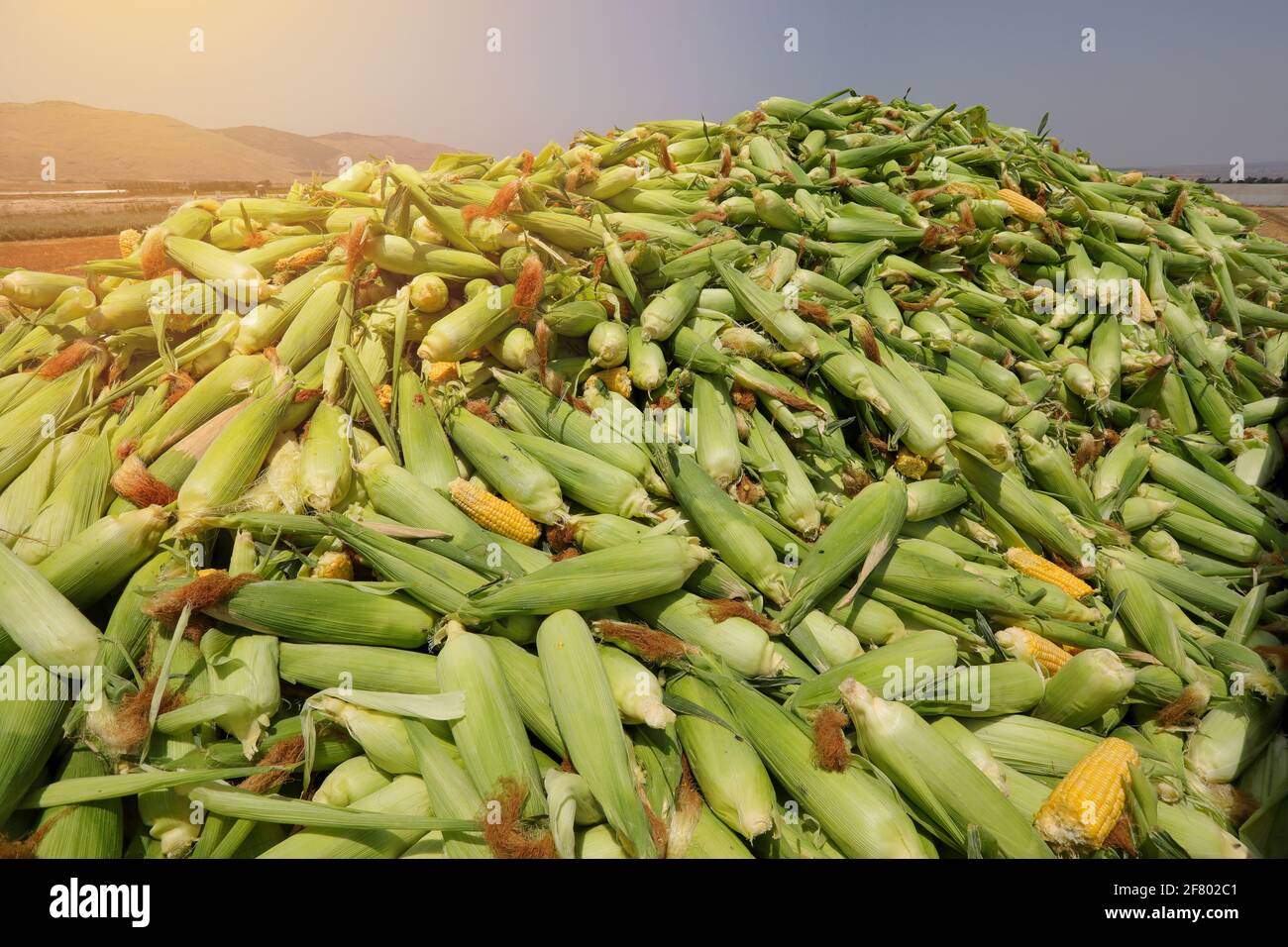 Harvesting sweet corn cob hi-res stock photography and images - Alamy