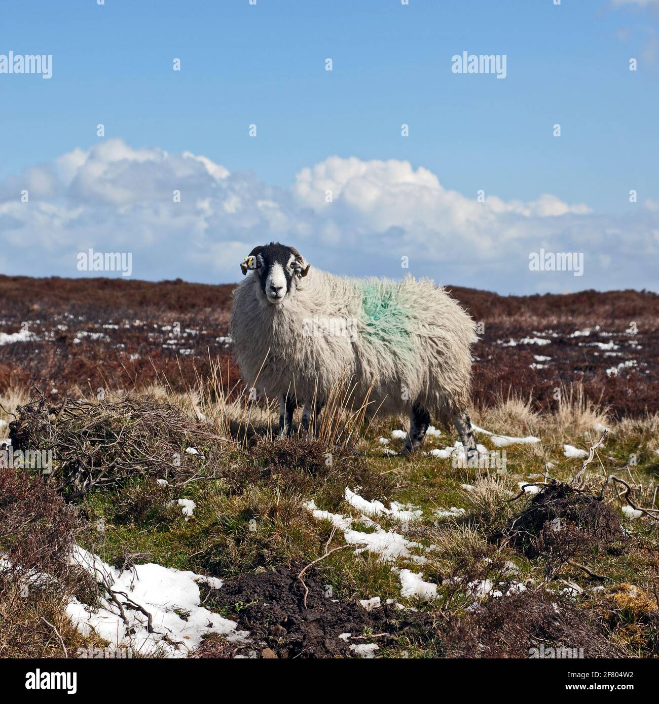 Black face sheep hi-res stock photography and images - Alamy