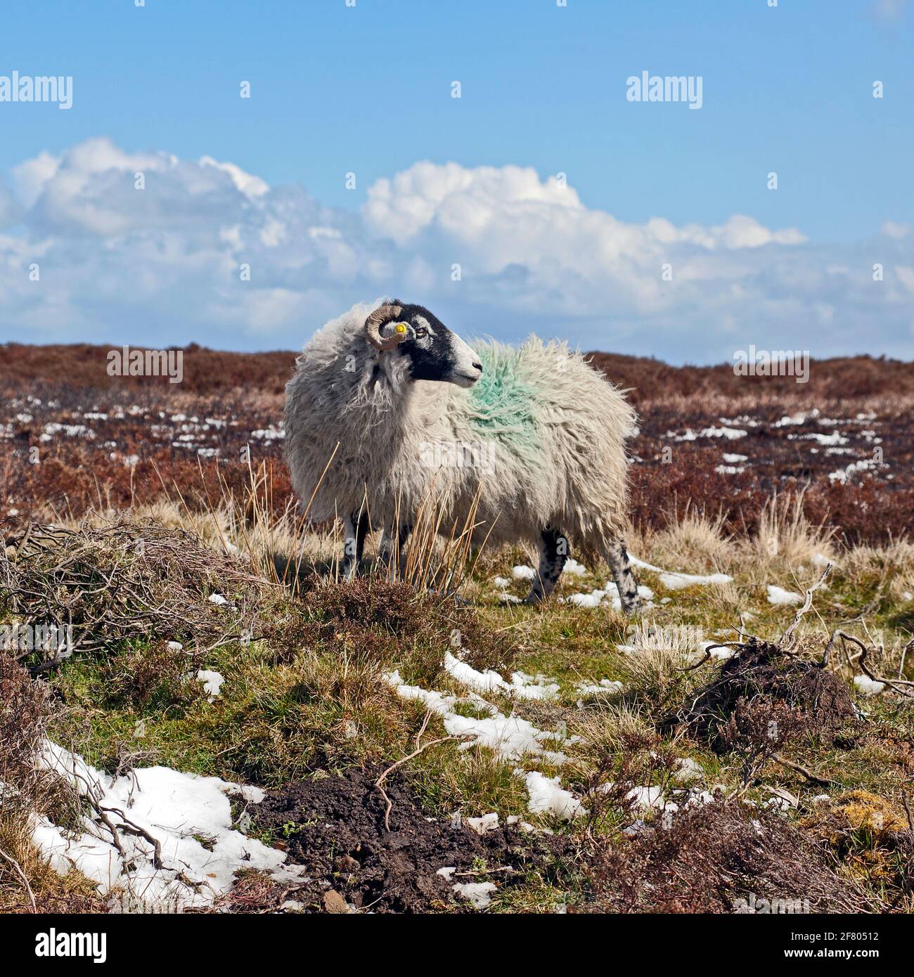 Black Faced Sheep free roaming on the North Yorkshire Moors in early ...