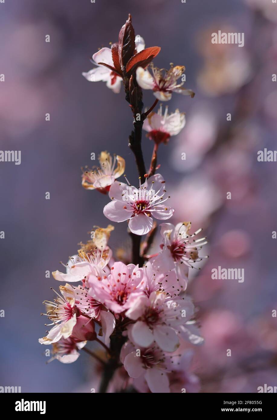 Plum tree blossom Stock Photo - Alamy