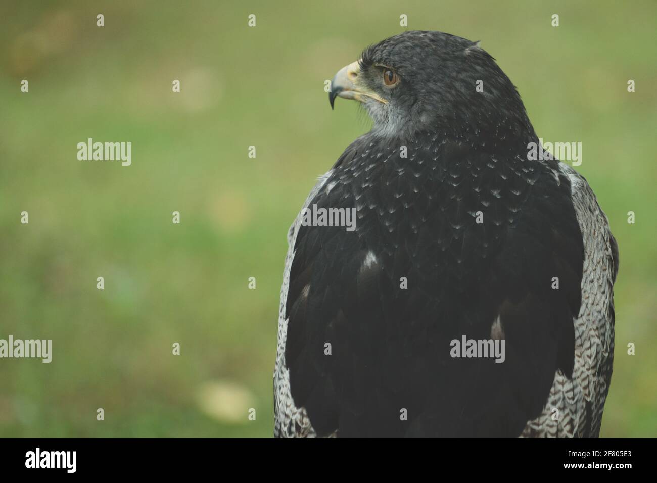 Halcón peregrino hi-res stock photography and images - Alamy