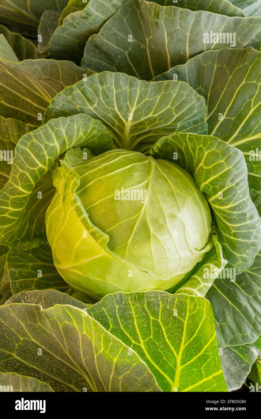 A hydroponically grown green cabbage in a greenhouse in southern Israel ...