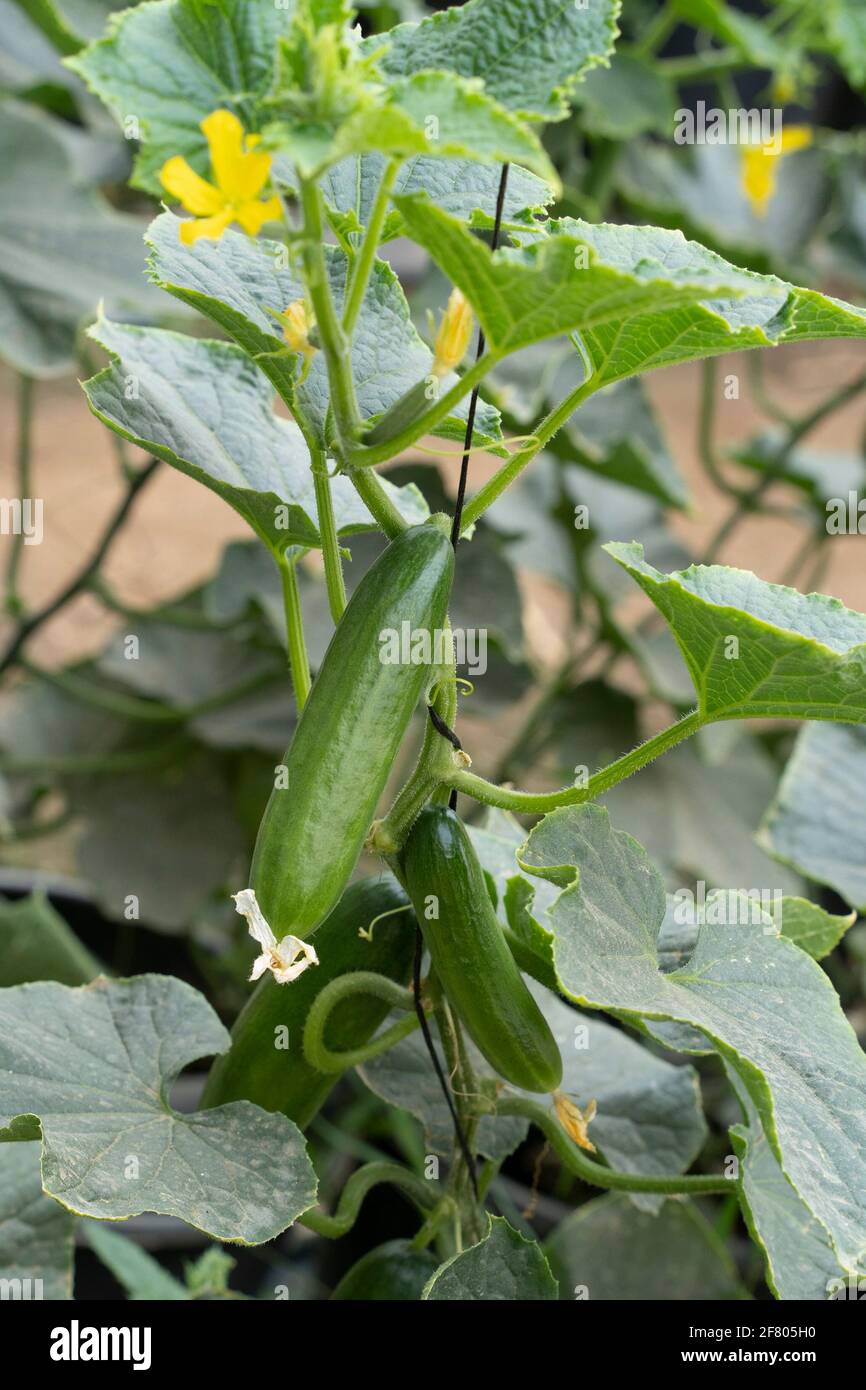 Israel farm market hi-res stock photography and images - Alamy