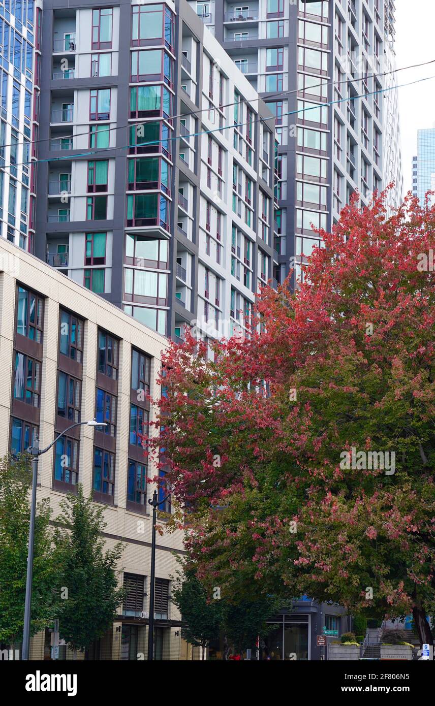 Maple tree with green and red leaves under tall buildings of Seattle ...