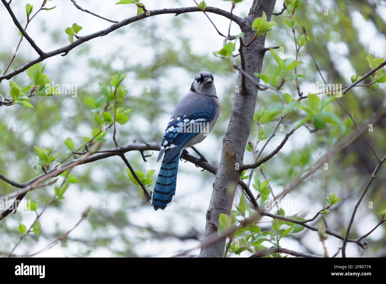 Jay bird hi-res stock photography and images - Alamy