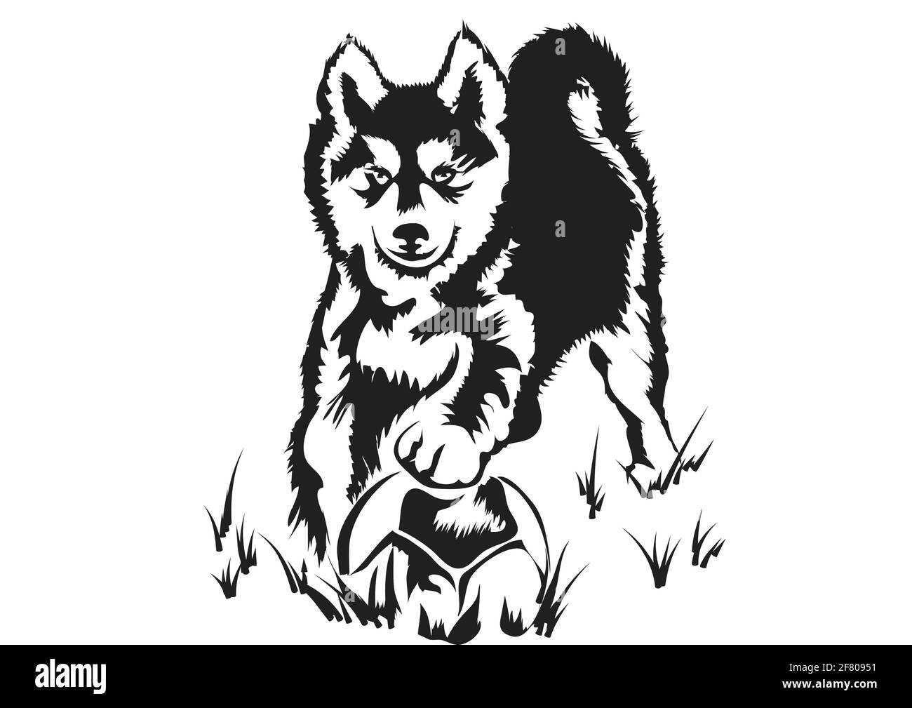 Husky playing Stock Vector Images - Alamy
