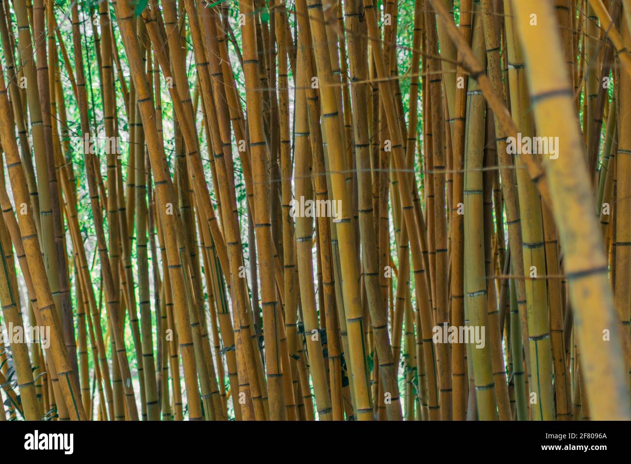 Bamboo trees with green leaves close-up in a botanical garden Stock ...