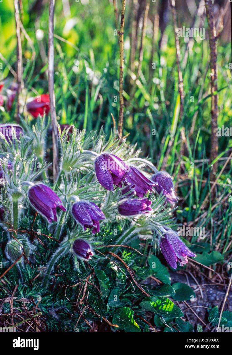 common pasque flower, pulsatilla vulgaris Purple pasque flowers in ...