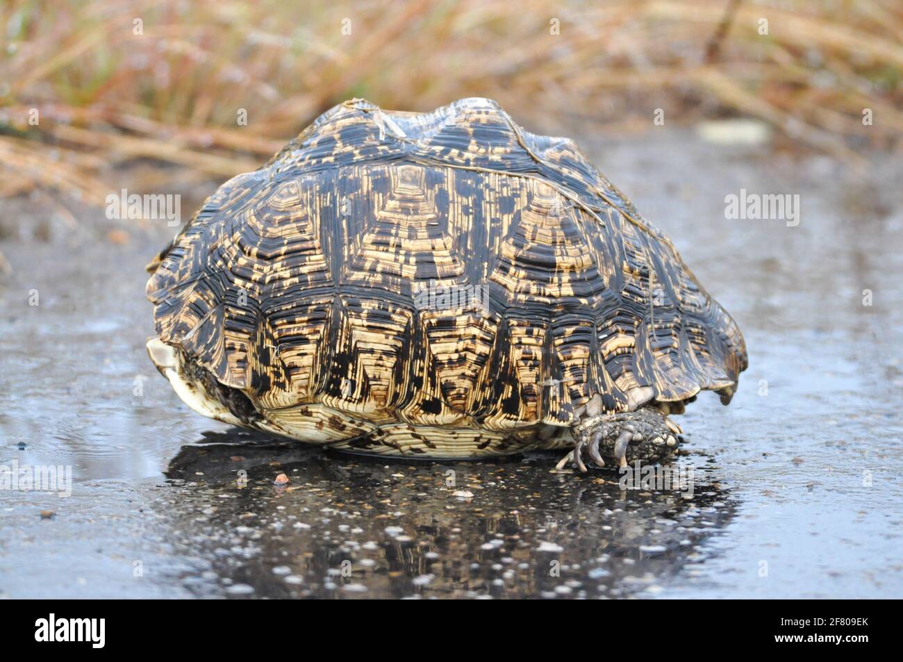 Closeup shot of the leopard tortoise (Stigmochelys pardalis) inside its ...