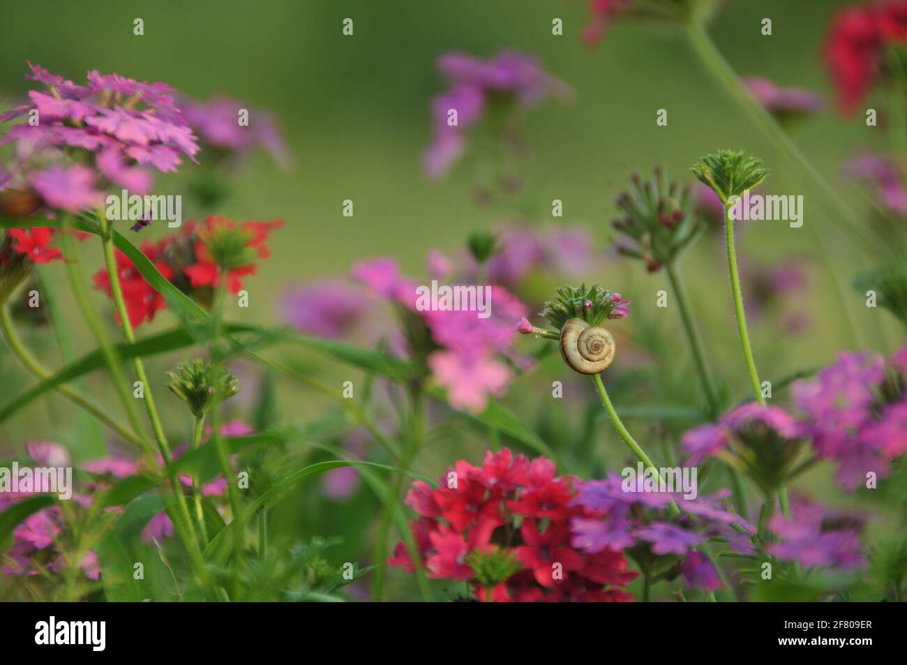 Closeup shot of a snail on the flower/ beautiful background Stock Photo ...