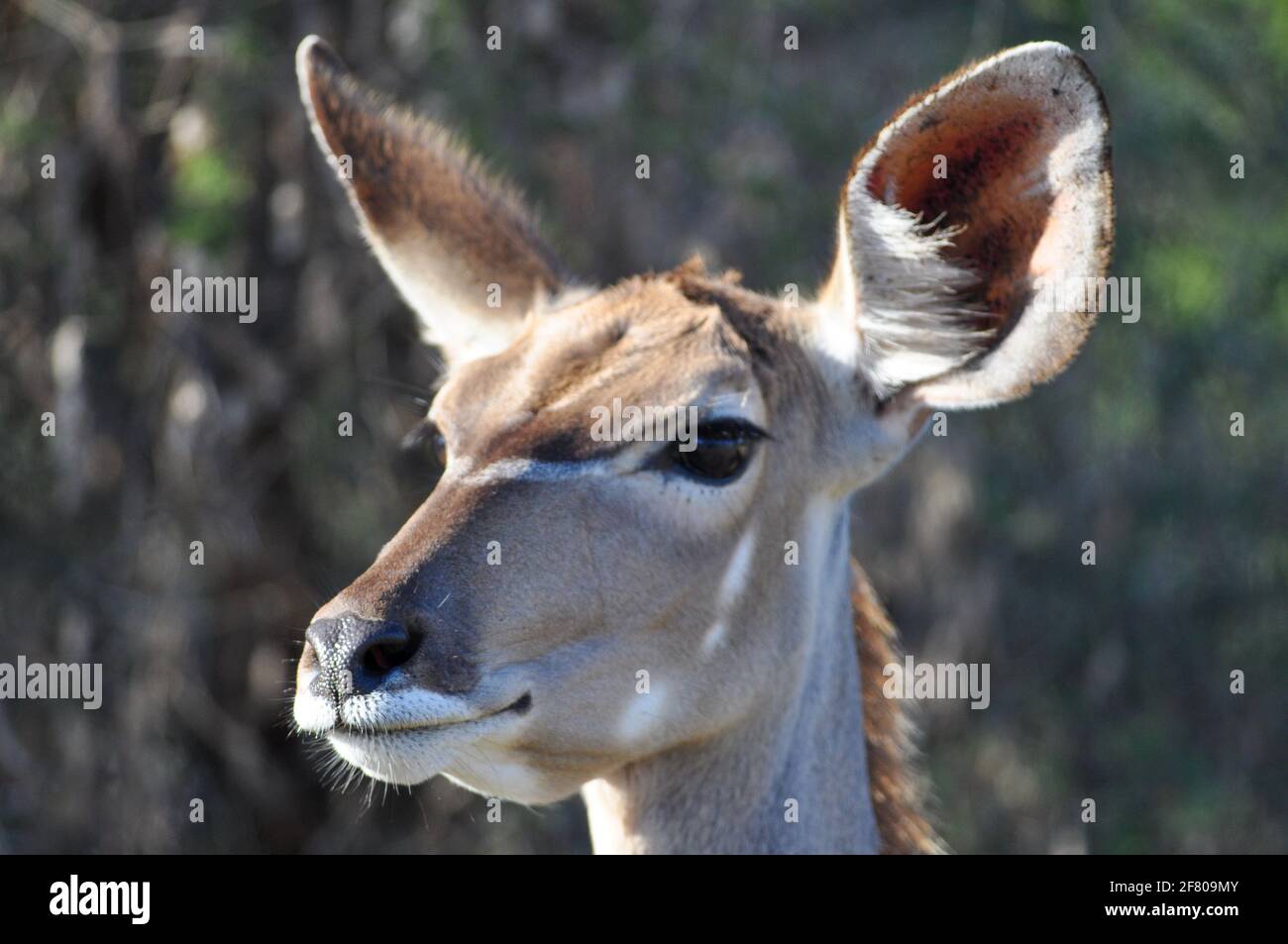 Horizontal shot of a female impala head/African wildlife Stock Photo ...